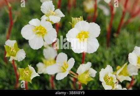 Saxifraga Prince Hal saxifrage (burseriana), a compact alpine ...