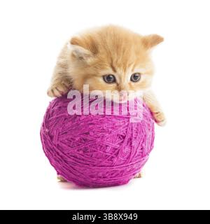 White kitten plays with the ball. Adorable baby cat playing. Cute young ...