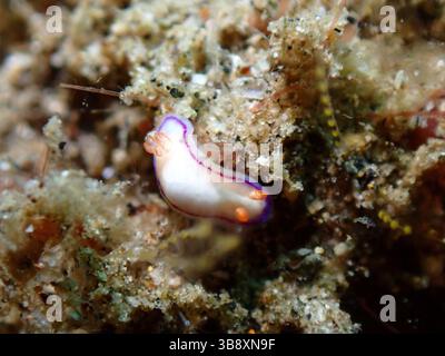 nudibranch hypselodoris sp, ambon, indonesia, macro, march 2025 Stock ...