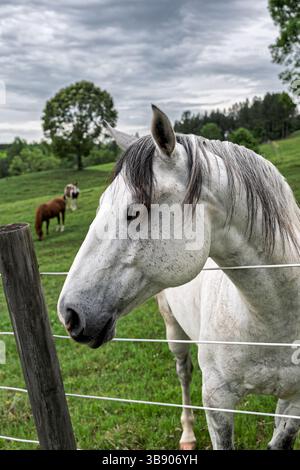 Gray horse grazing in green meadow with head lowered, peaceful rural ...