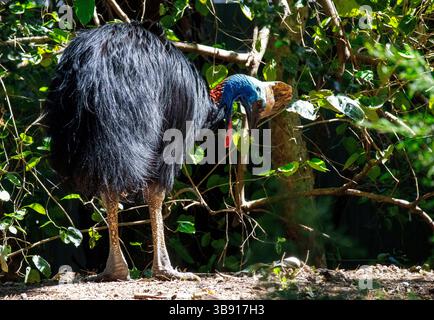 Southern Cassowary, Casuarius casuarius, Northern Australian ...