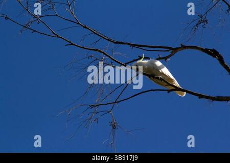 A large white cockatoo with a spectacular plumed yellow crest and dark ...