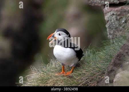 Puffins of Aberdeenshire Stock Photo - Alamy