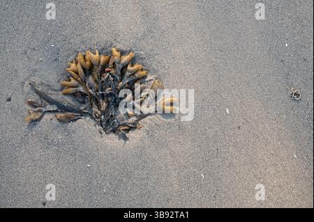 a bunch of bladderwrack lying on the shore, Denmark, May 8, 2025 Stock ...