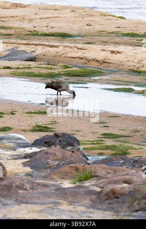A photo of hadada ibis in Southafrica Stock Photo - Alamy