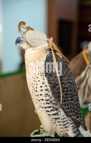 A captivating scene of falcon training at Souq Waqif in Doha, Qatar ...