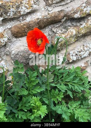 Remembering the fallen - Lest We Forget Stock Photo - Alamy