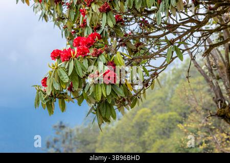 Rhododendron flowers on the huge tree in Himalayas. Spring red flowers ...