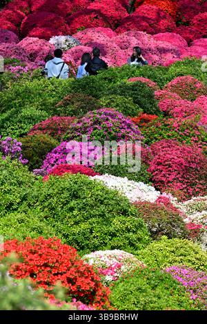 Bunkyo Azalea Festival,Tsutsuj Matsuri,Nezu-jinja shrine,Azalea,flower ...