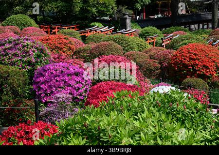 Bunkyo Azalea Festival,Tsutsuj Matsuri,Nezu-jinja shrine,Azalea,flower ...