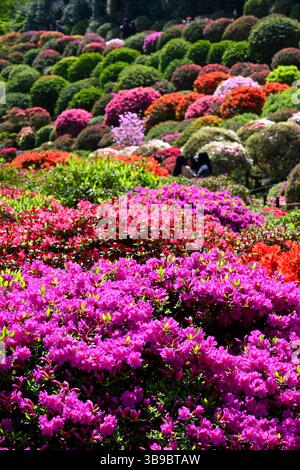 Bunkyo Azalea Festival,Tsutsuj Matsuri,Nezu-jinja shrine,Azalea,flower ...