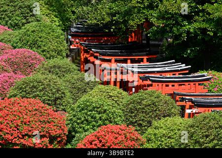 Bunkyo Azalea Festival,Tsutsuj Matsuri,Nezu-jinja shrine,Azalea,flower ...