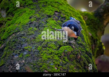 The blue nuthatch (Sitta azurea) is a species of bird Stock Photo - Alamy