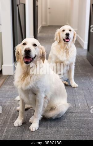 Two Golden Retrievers Sitting on Country Road Stock Photo - Alamy