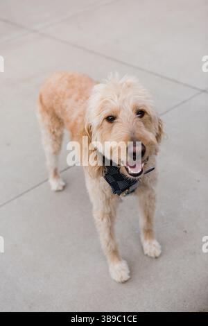 Portrait of a Goldendoodle dog. Fluffy, curly, long, black light brown ...