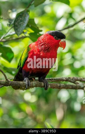 The purple-bellied lory (Lorius hypoinochrous) is a species of parrot ...