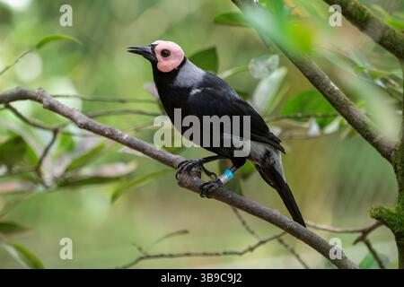 Coleto (Sarcops calvus Stock Photo - Alamy