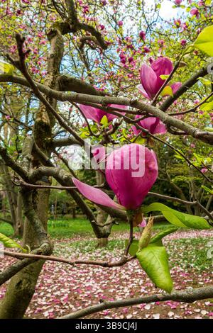 Beautiful magnolia flowers. Blooming magnolia tree in the spring ...