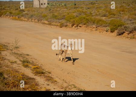 African Cheetah walking along a road Stock Photo - Alamy
