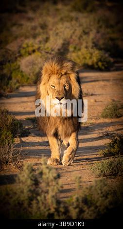 Male Lion stalking prey in African plains Stock Photo - Alamy