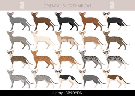 Oriental Shorthair Cat clipart. All coat colors set. All cat breeds ...