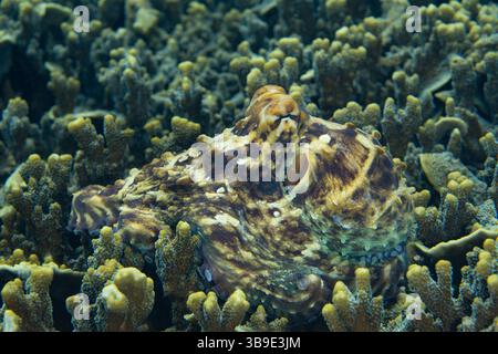 Seascape with Octopus in the coral reef of Caribbean Sea, Curacao Stock ...
