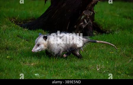 Wet opossum running on wet grass Stock Photo - Alamy