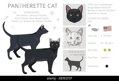 Pantherette Cat clipart. All coat colors set. All cat breeds ...