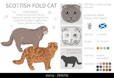 Scottish Fold Cat clipart. All coat colors set. All cat breeds ...