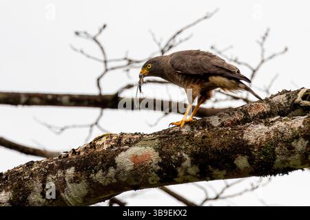 Roadside hawk with a lizard in its beak Stock Photo - Alamy