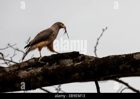 Roadside hawk with a lizard in its beak Stock Photo - Alamy
