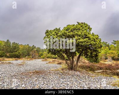 Flintstone fields near Prora on the island of Rügen Stock Photo - Alamy