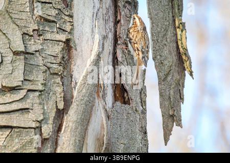 A Common Treecreeper, Certhia brachydactyla brings nesting material to ...