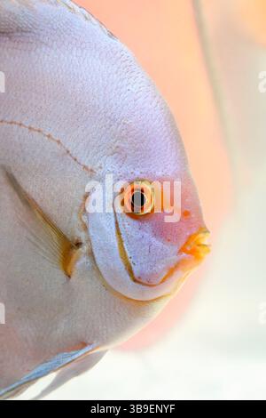 Portrait of a beautiful colorful discus cichlid in an Amazon aquarium ...