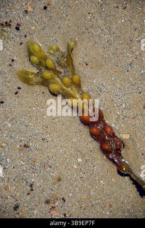 Bladderwrack on a beach Stock Photo - Alamy