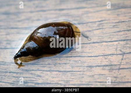 Pointed mud snails - Lymnaea stagnalis in the pond a must Stock Photo ...