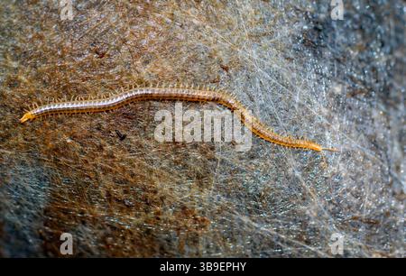 A close-up of a ground centipede, Geophilus carpophagus Stock Photo - Alamy