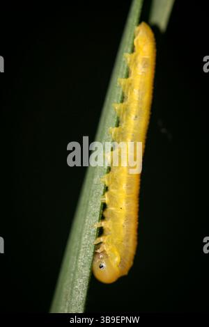 The caterpillar larva of a red-legged corn leaf wasp Stock Photo - Alamy
