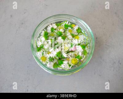 Homemade daisy facial tonic extract in a jar Stock Photo - Alamy
