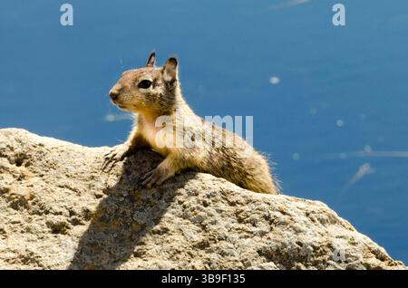Gopher on the stone Stock Photo - Alamy