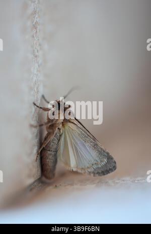 Moths on a wall Stock Photo - Alamy
