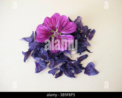 Dried mallow flowers and a fresh flower, Malvae sylvestris flos Stock ...