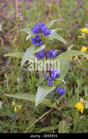 Cross-Leaved Gentian (Gentiana cruciata), blooming, Netherlands ...