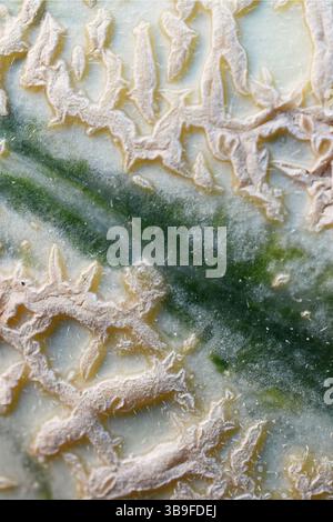 Shell of a cantaloupe melon in detail Stock Photo - Alamy
