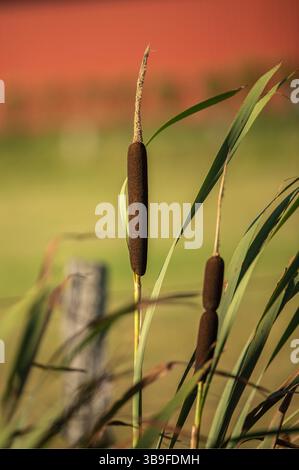 Broad-leaved cattail as an ornamental plant - bulbous marsh plant Cattail plant Stock Photo - Alamy