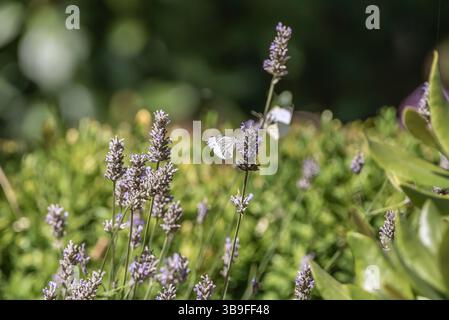 Cabbage White Butterfly on Lavender Flowers Stock Photo - Alamy