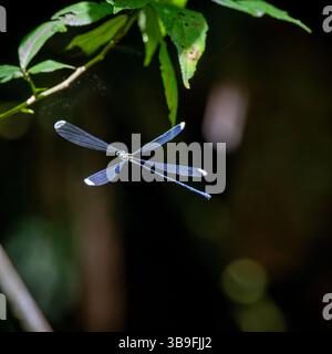 Giant Blue-winged Helicopter Damselfly male - Megaloprepus caerulatus ...