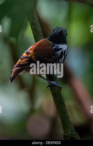 Typical Antbirds (Thamnophilidae Stock Photo - Alamy
