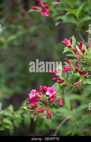 Flowering weigela (Weigela) in the garden Stock Photo - Alamy