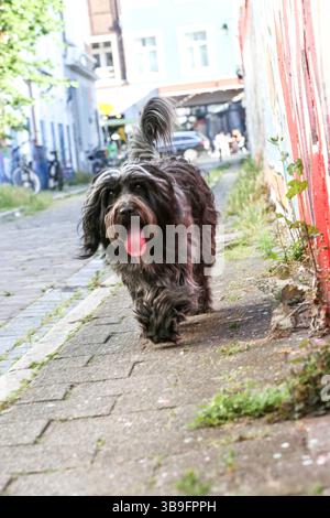 Dutch herding dog, portrait, outside, city, Bremen, Bremen ...